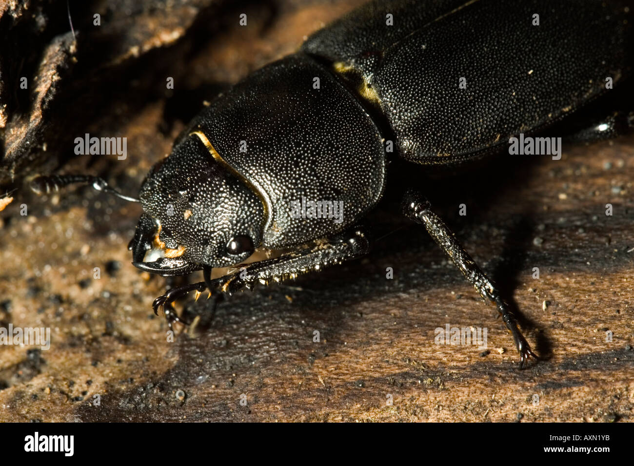 lesser stag beetle showing head mandibles thorax and legs Stock Photo ...