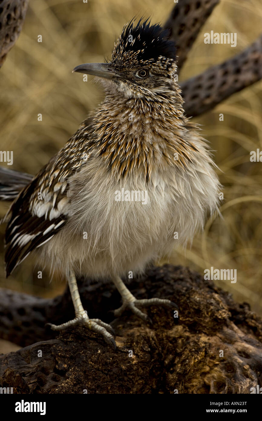 Greater Roadrunner Standing in Sonoran Desert of Arizona Stock Photo ...