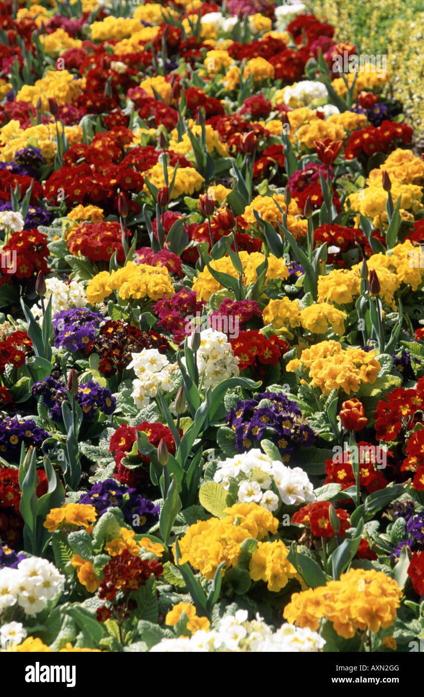 Flowers in riverside garden Stock Photo - Alamy