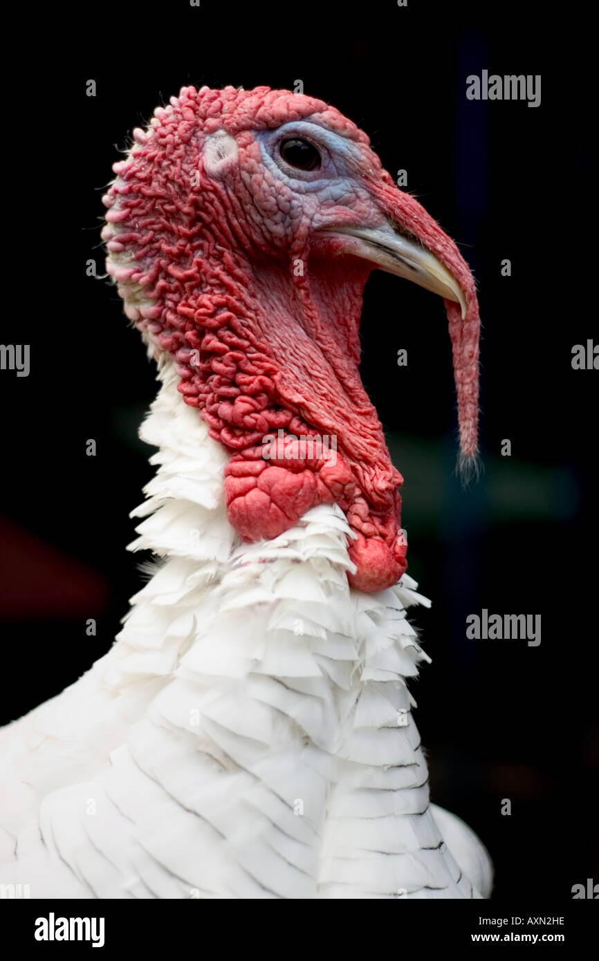 Turkey Waddle High Resolution Stock Photography and Images - Alamy