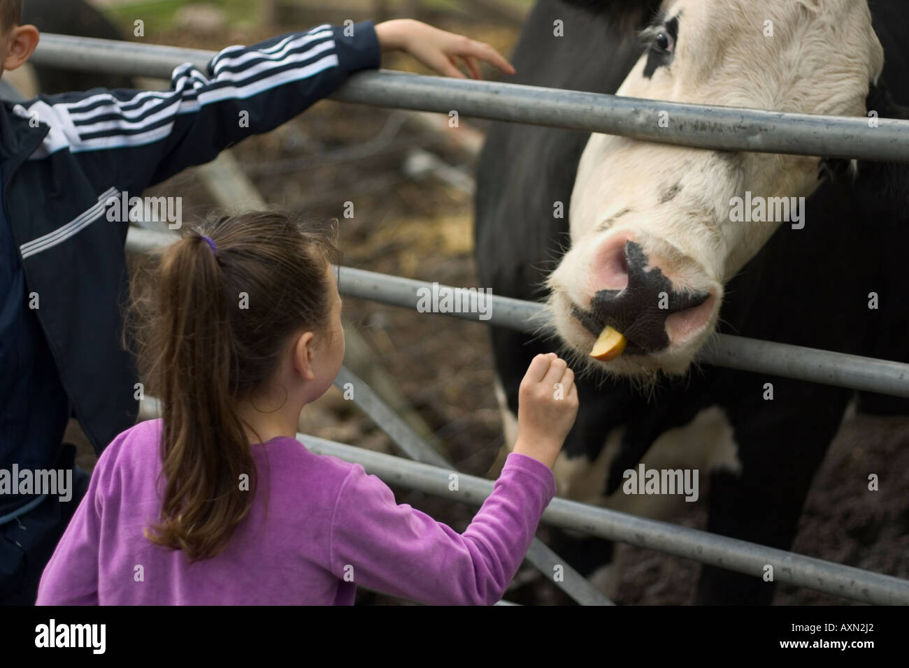 children feeding a cow at an urban farm Stock Photo - Alamy