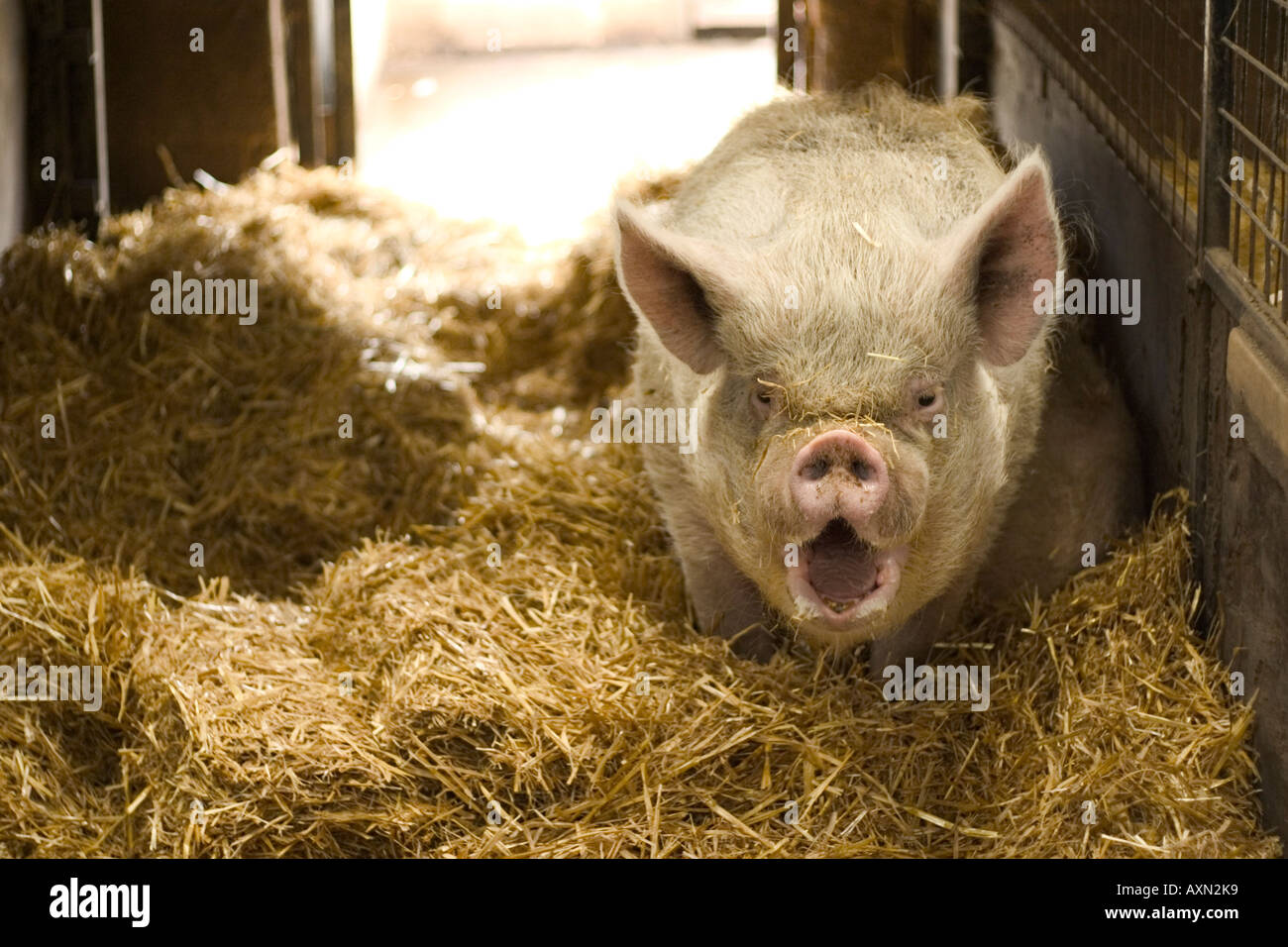 a medium white pig in his sty at an urban farm in london Stock Photo ...