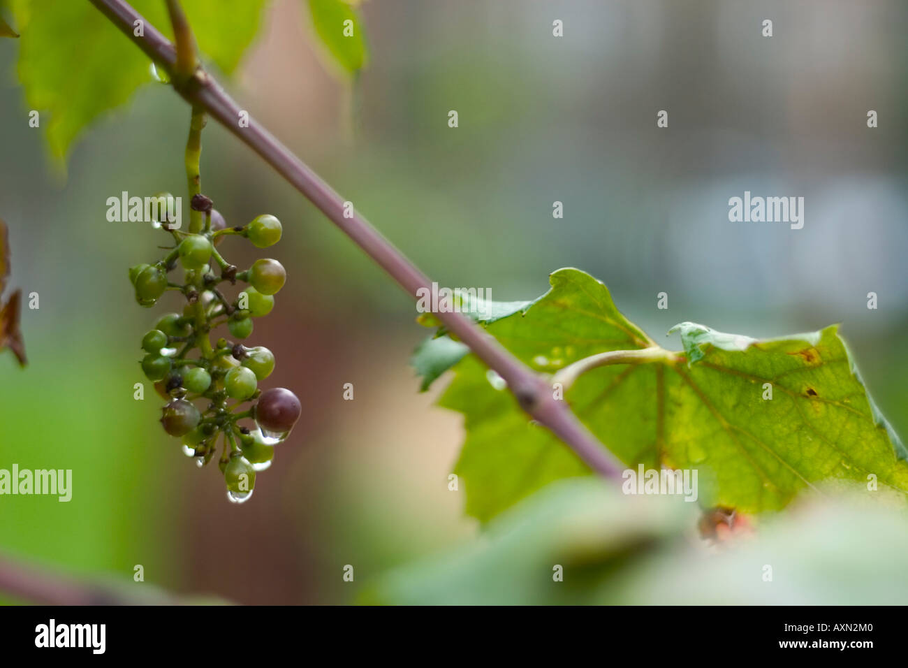 Grapes with raindrops hi-res stock photography and images - Alamy