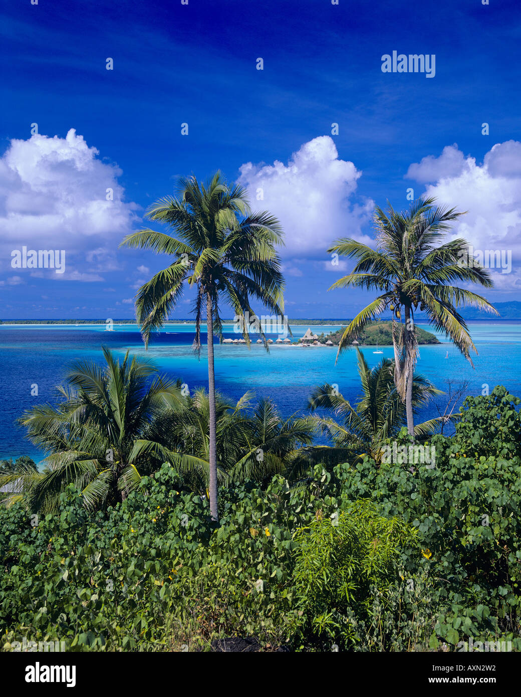 Coconut Palm trees above the tropical blue waters of Bora Bora lagoon ...