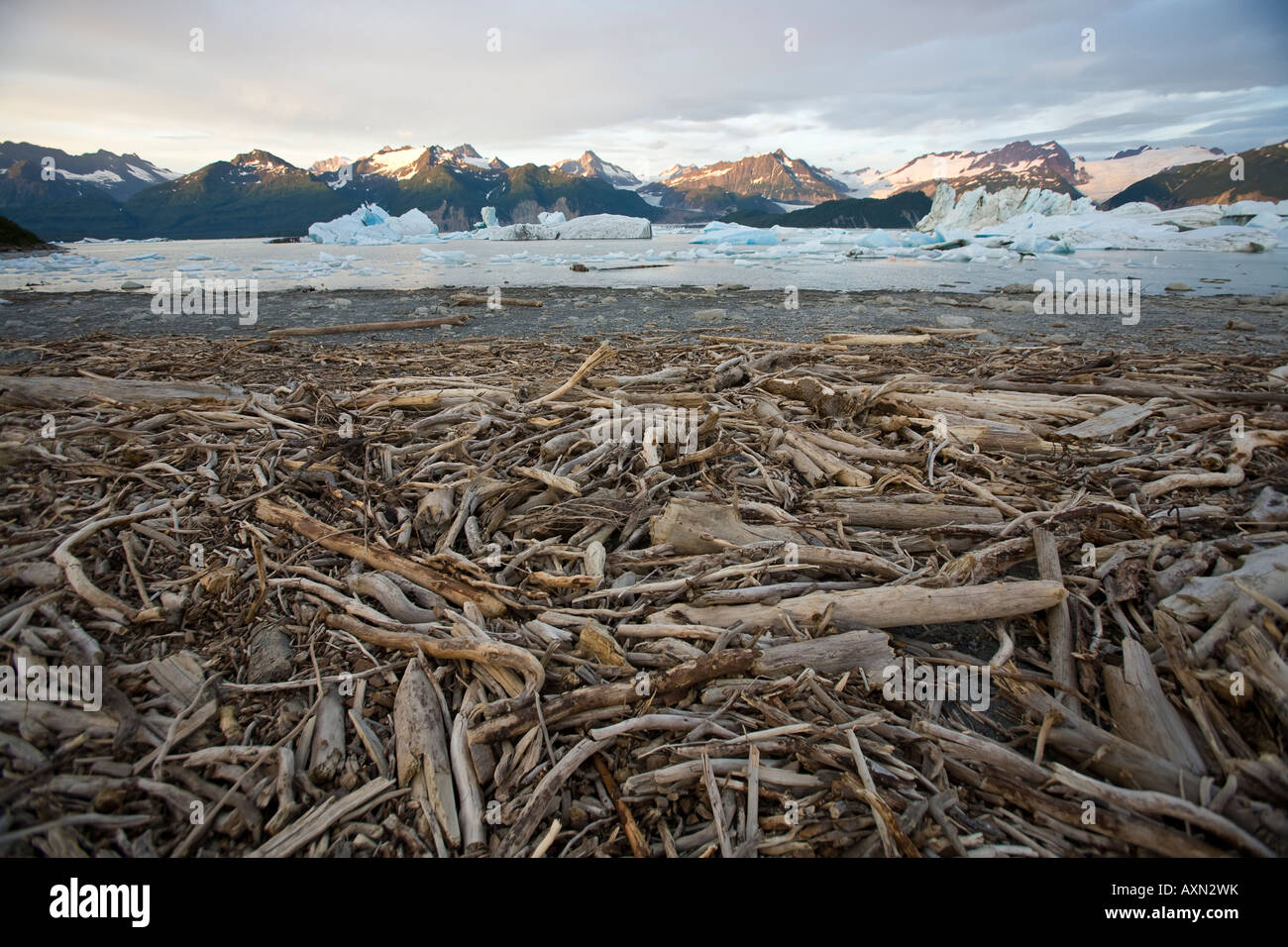 Driftwood on the banks of Alsek lake Photo taken while on a rafting ...