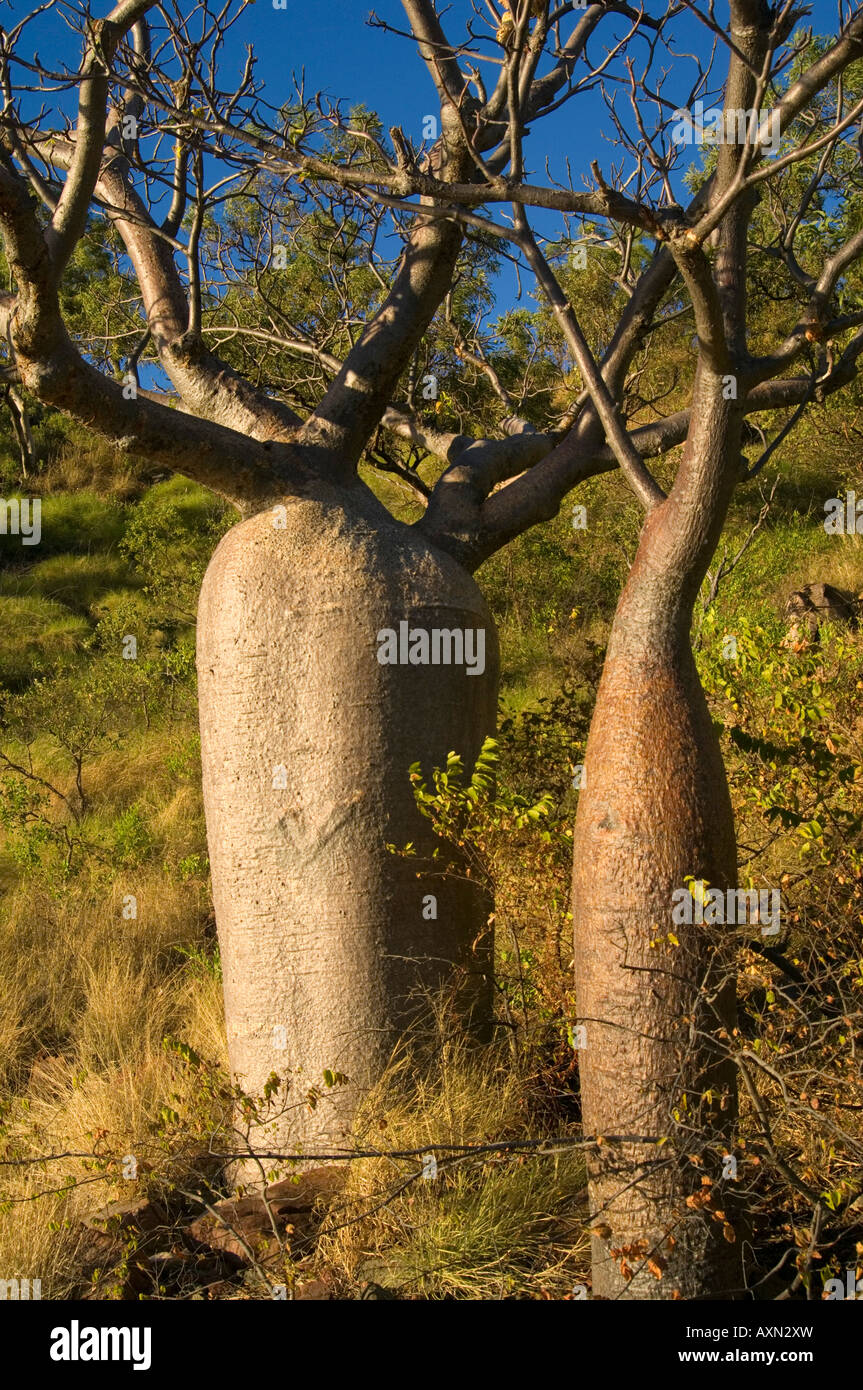 Boab trees on Raft Point, Kimberley, Western Australia Stock Photo - Alamy