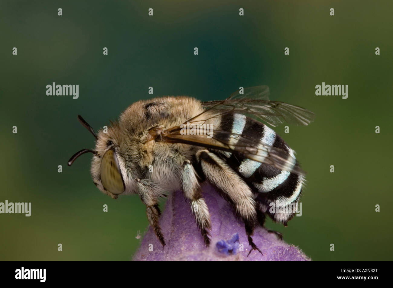 Blue banded bee Stock Photo - Alamy