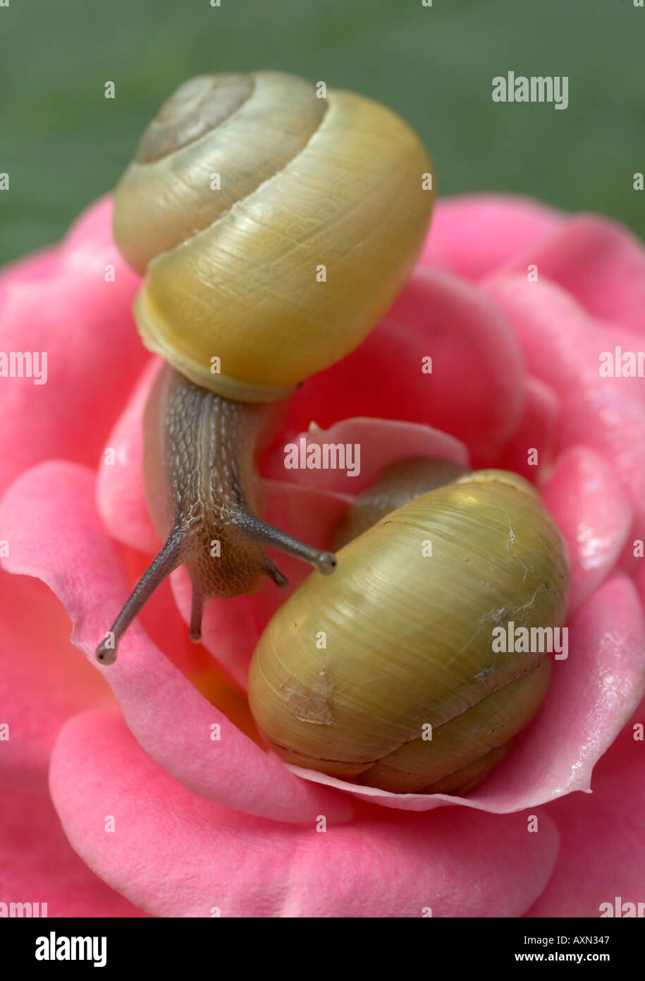Snails on pink rose White lipped banded snail Cepaea hortensis Stock ...