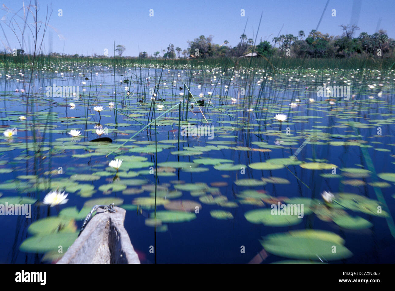 A traditional handmade wooden canoe, called a mokoro moves quietly ...