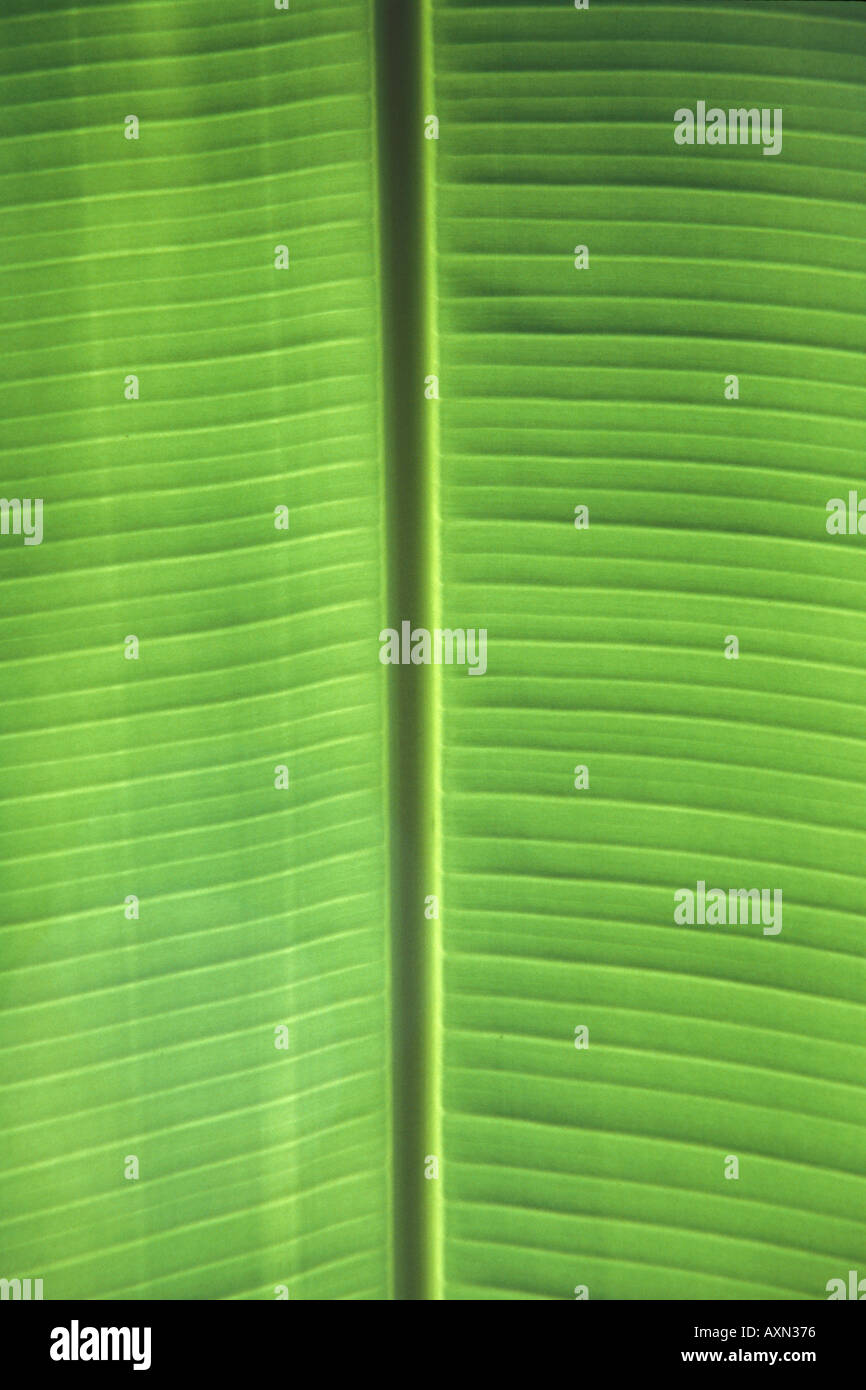 A graphic design created by a single vertical green palm leaf with a ...