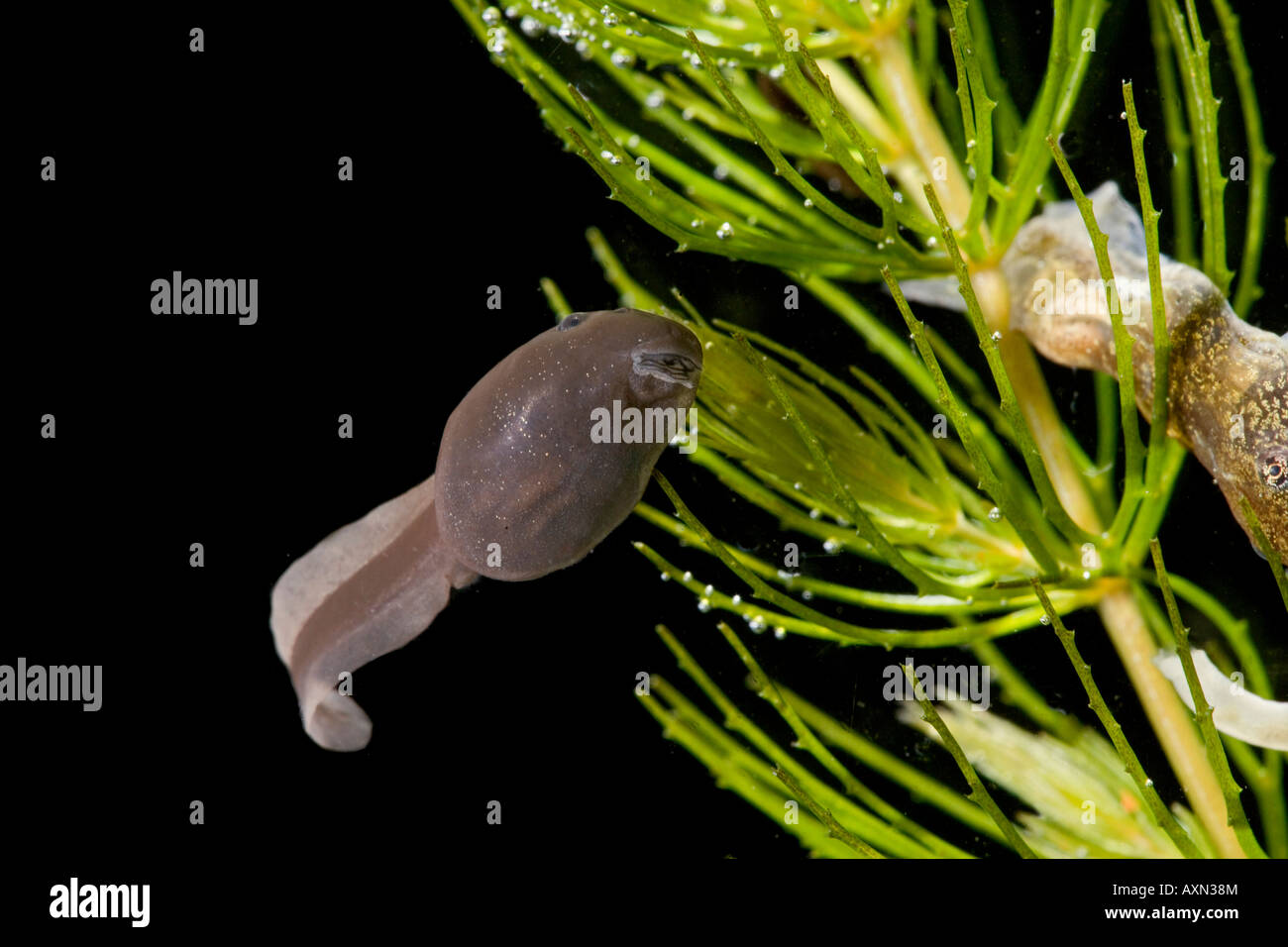 Common toad Bufo bufo tadpole 5 weeks cannibalism x1 black background ...