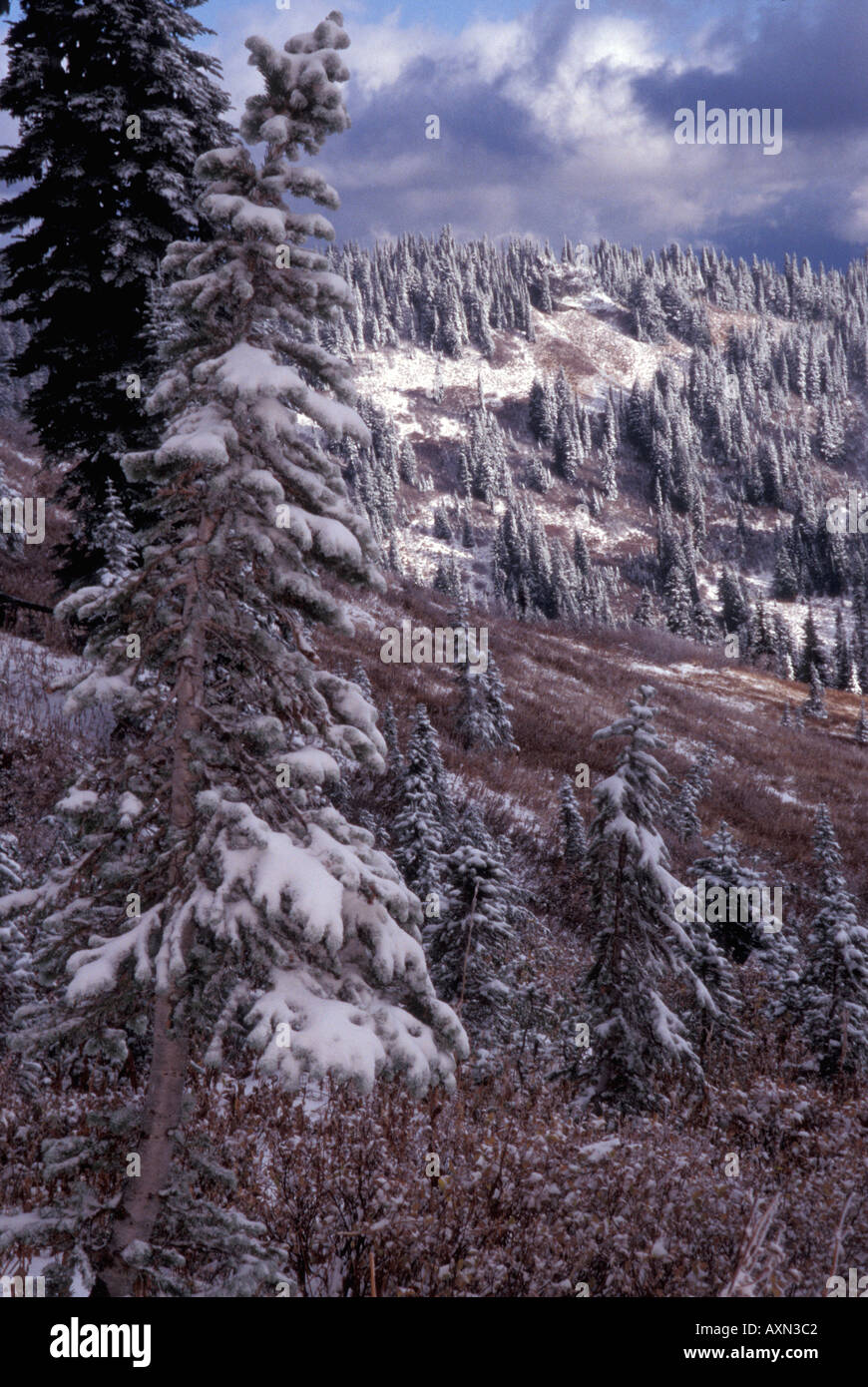 First autumn snowfall covering the pine forest and hills surrounding ...