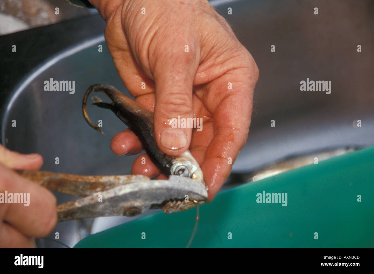 Baiting fish hook hi-res stock photography and images - Alamy