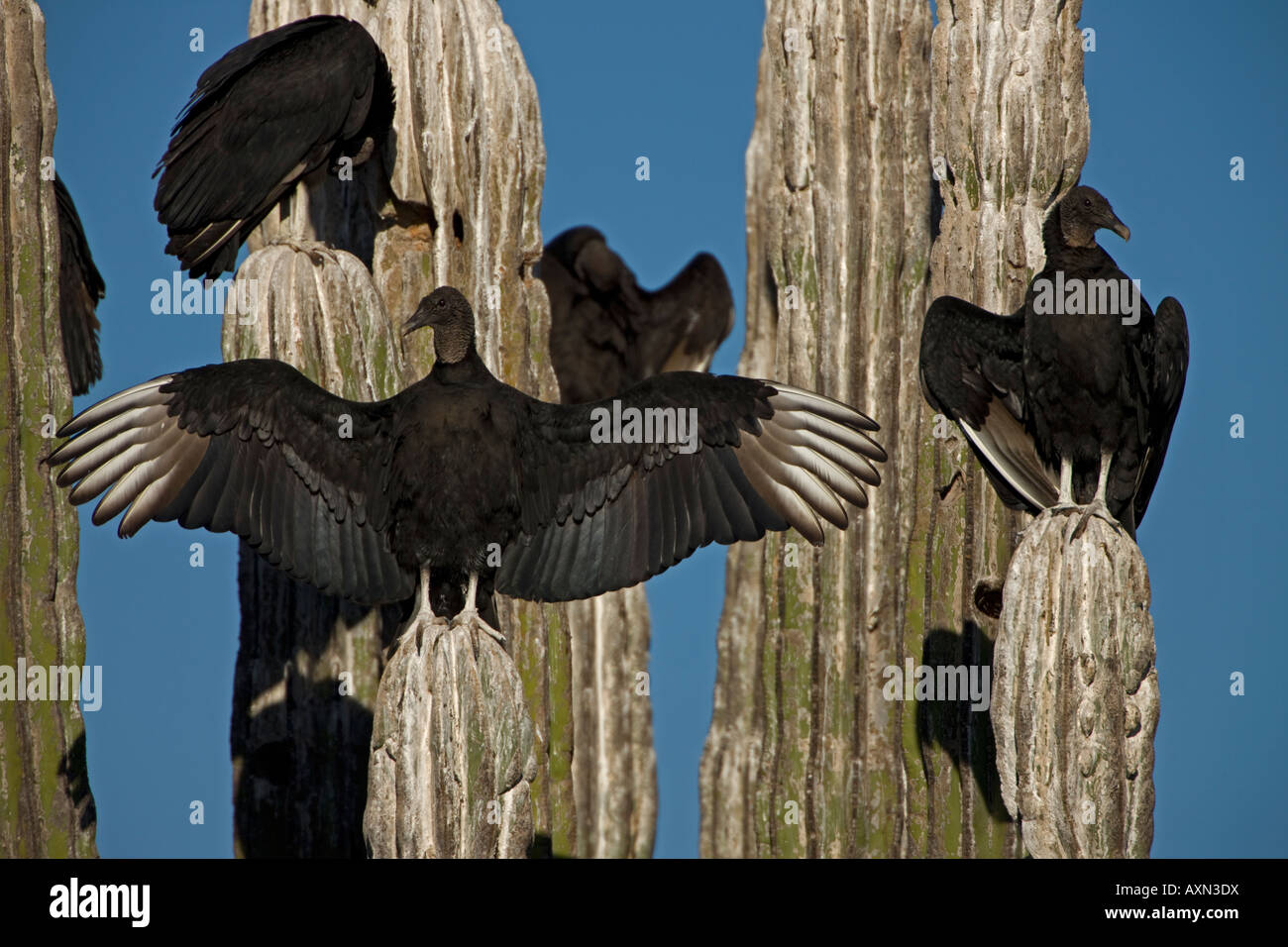 Vultures sunbathing hi-res stock photography and images - Alamy