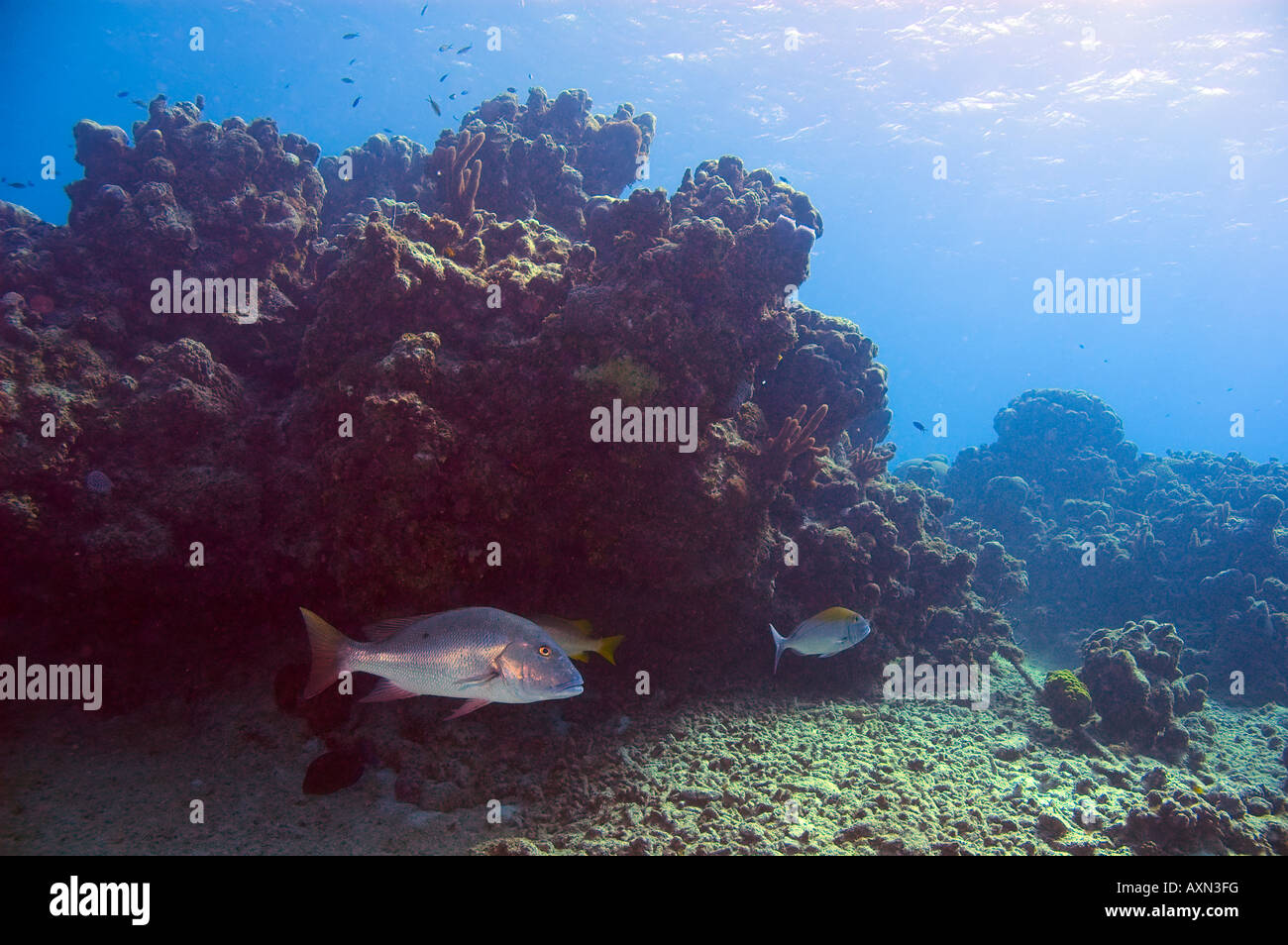 mutton snapper in front of coral reef in caribbean ocean near roatan ...
