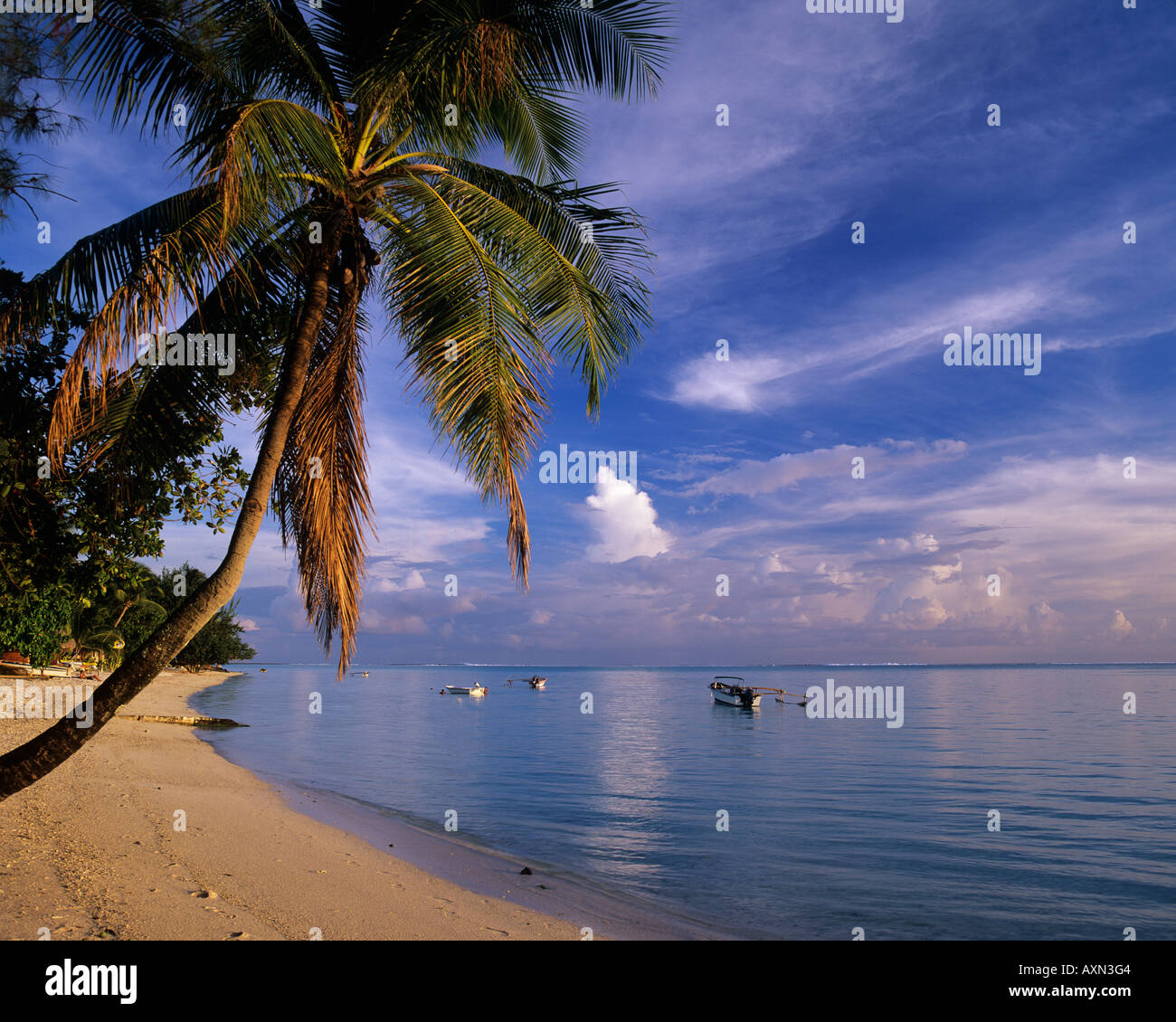 Matira Beach with coconut palm trees in Bora Bora, French Polynesia ...