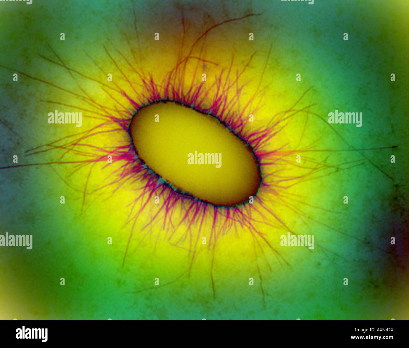 E coli bacteria Stock Photo - Alamy