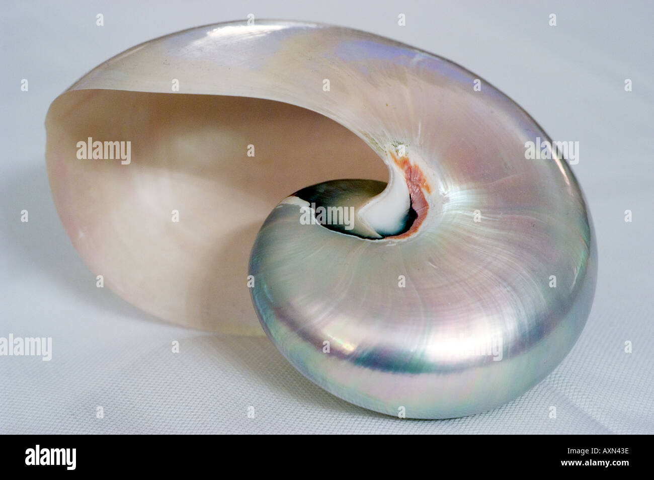 Exotic Spiral Sea Shell "Still Life" on White Background Stock Photo ...
