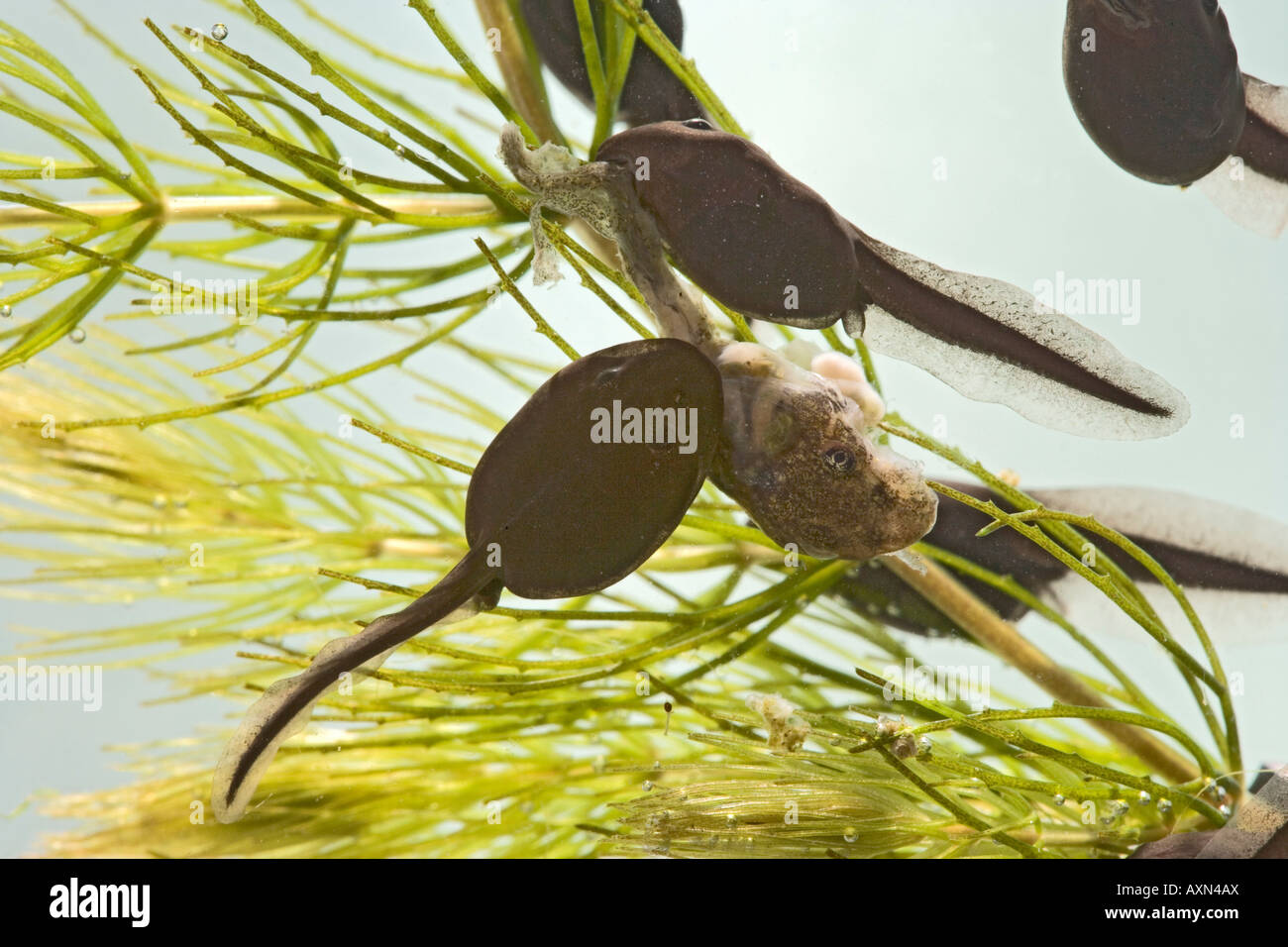 Common toad Bufo bufo tadpole 5 weeks cannibalism x1 black background ...