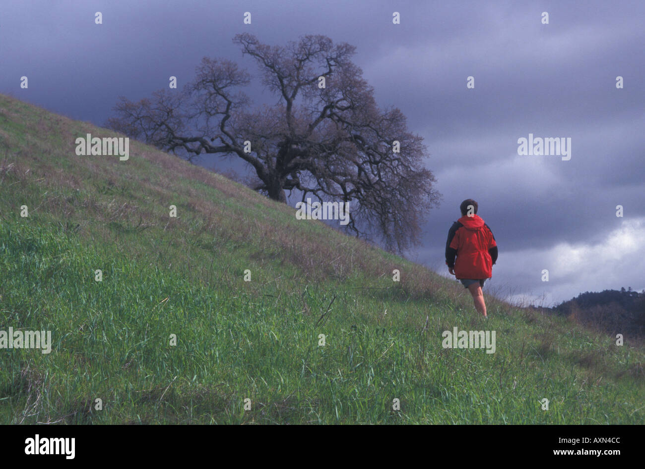 A lone hiker walking towards a large native oak tree amid storm clouds ...