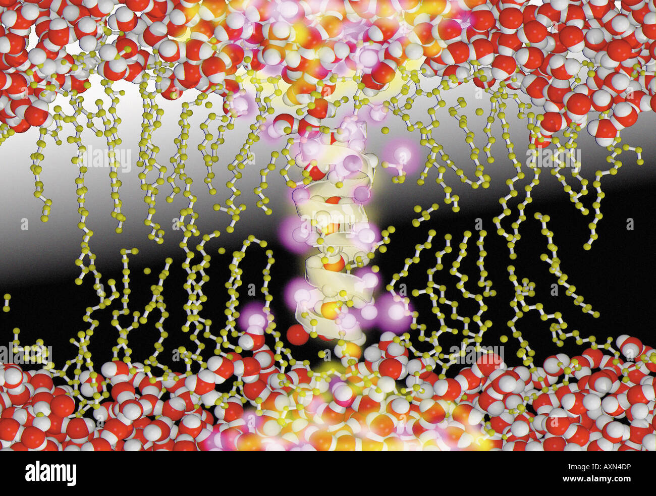medicine drug acting on human double layered cell membrane Stock Photo ...
