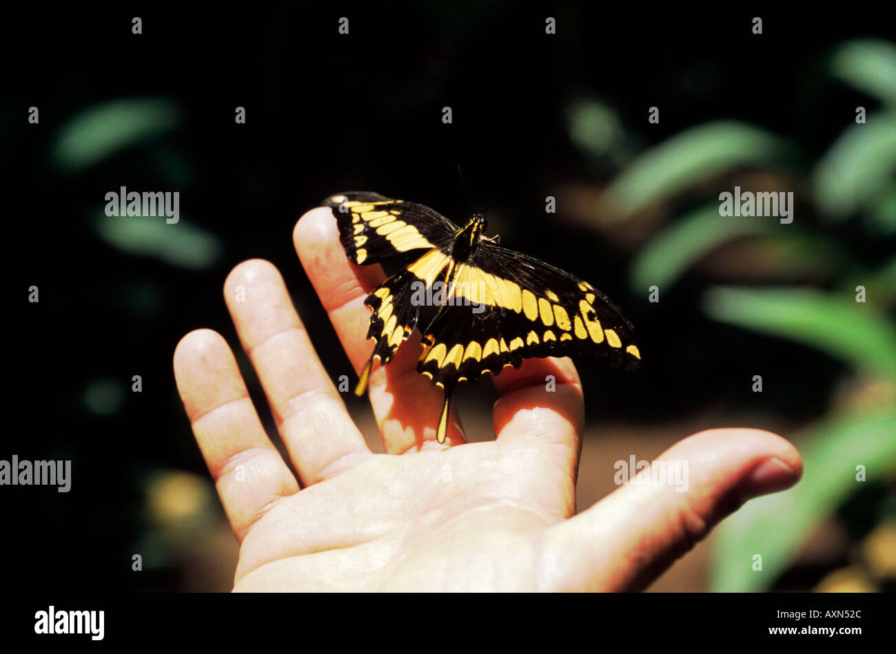 Artola, Guanacaste - Costa Rica. Giant Swallowtail butterfly Papilio ...