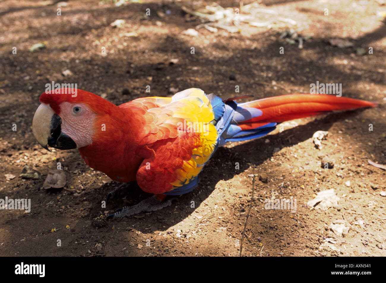 Artola, Guanacaste-Costa Rica. Central America Scarlet Macaw in ...