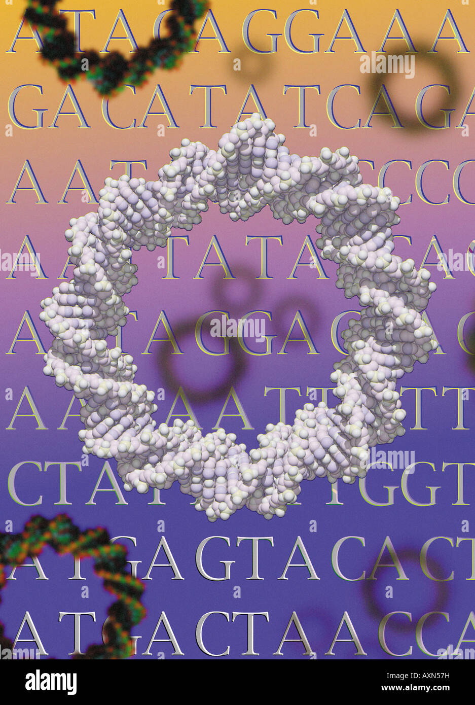 circular DNA plasmid used in gene therapy and cloning of genes Stock ...