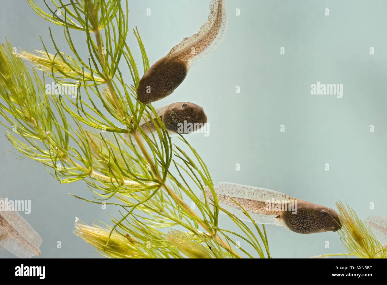 Common frog tadpoles 10 weeks x0 5 green background Stock Photo - Alamy