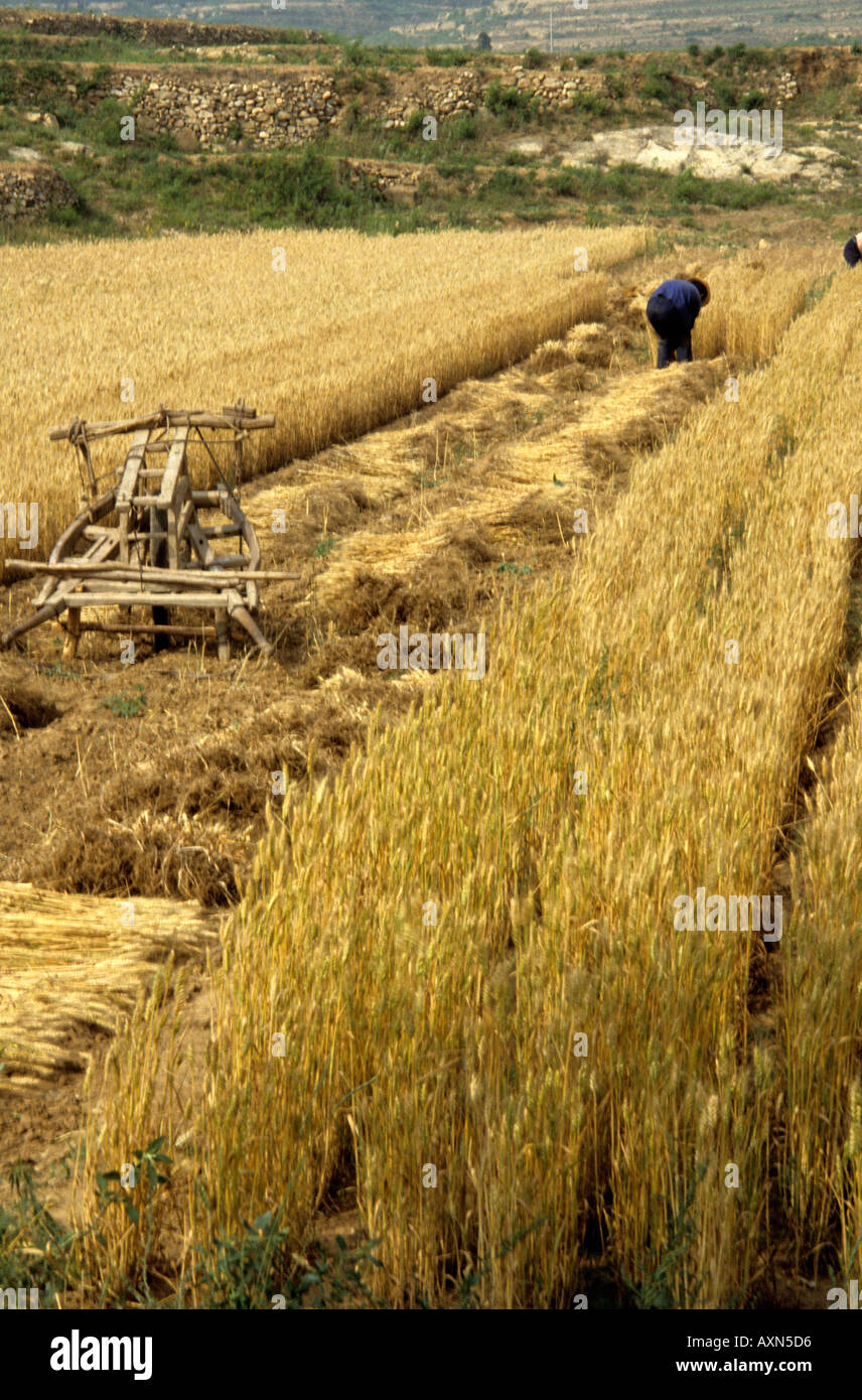 primitive agricultural methods and equipment in rural far western China ...
