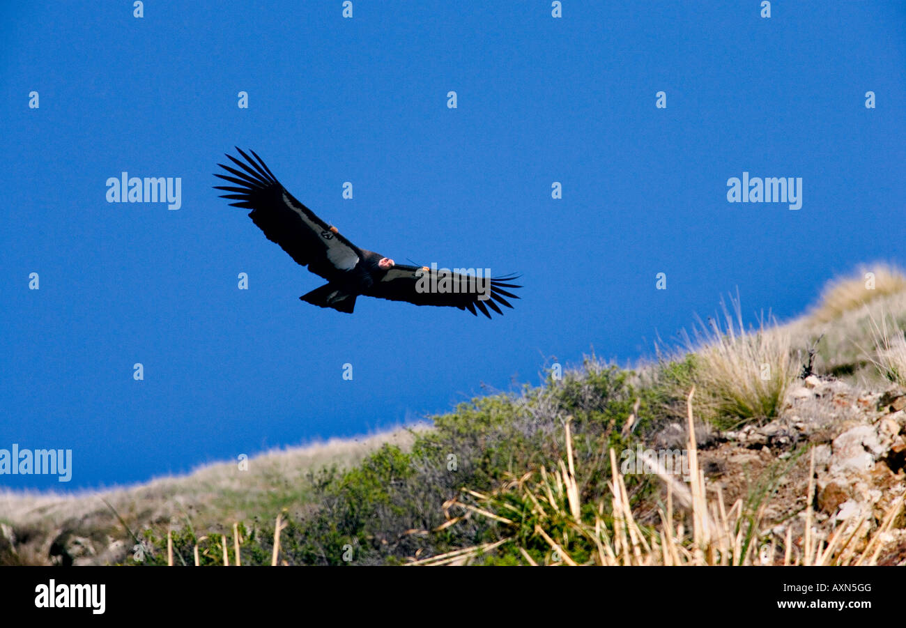 Endangered California Condor soaring over the Big Sur coast and the ...