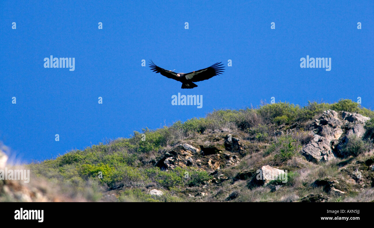 Endangered California Condor soaring over the Big Sur coast and the ...