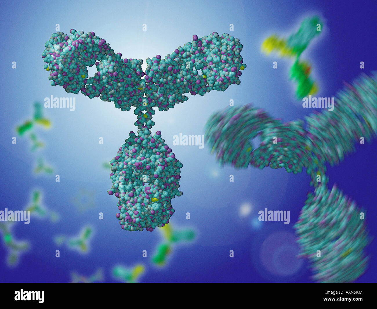 human anitibody igG in the blood stream part of the immune system Stock ...