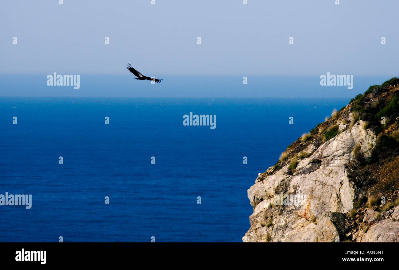 Endangered California Condor soaring over the Big Sur coast and the ...