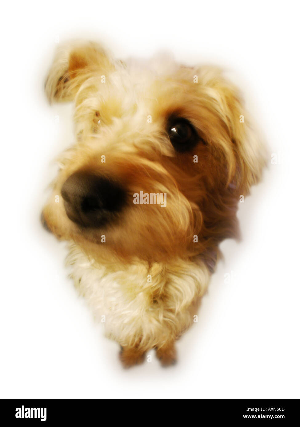 Cute little dogs pets Cut Out Stock Images & Pictures - Alamy