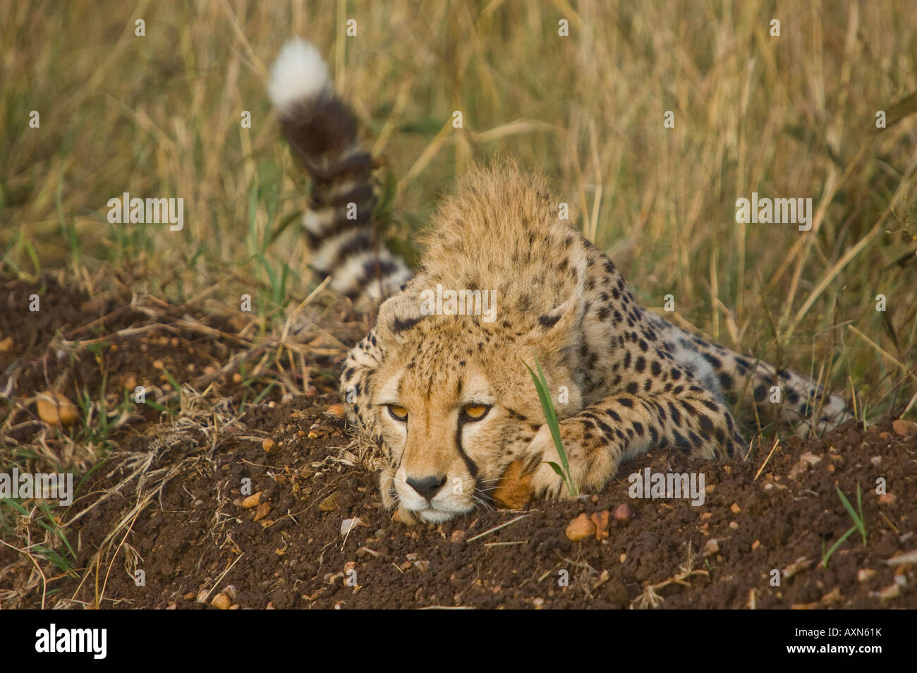A young cheetah crouching in the long grass while playing with siblings ...