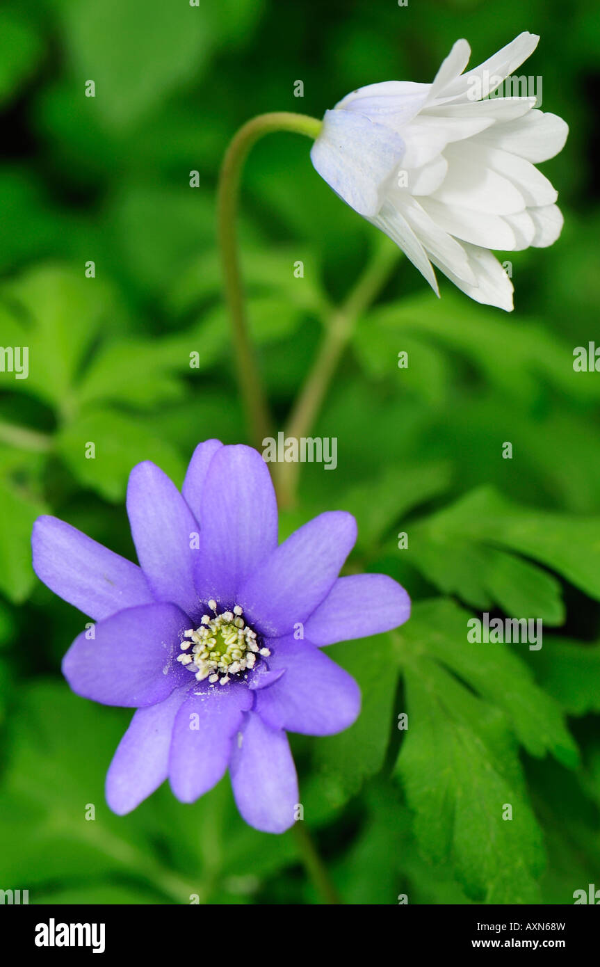 White & Blue Spring Flowers Stock Photo - Alamy