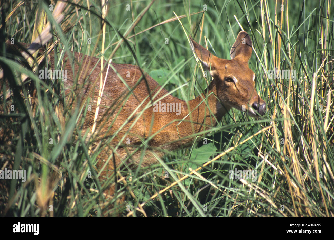 Photo of the very rare endangered Sangai Deer taken in the Arunachall ...