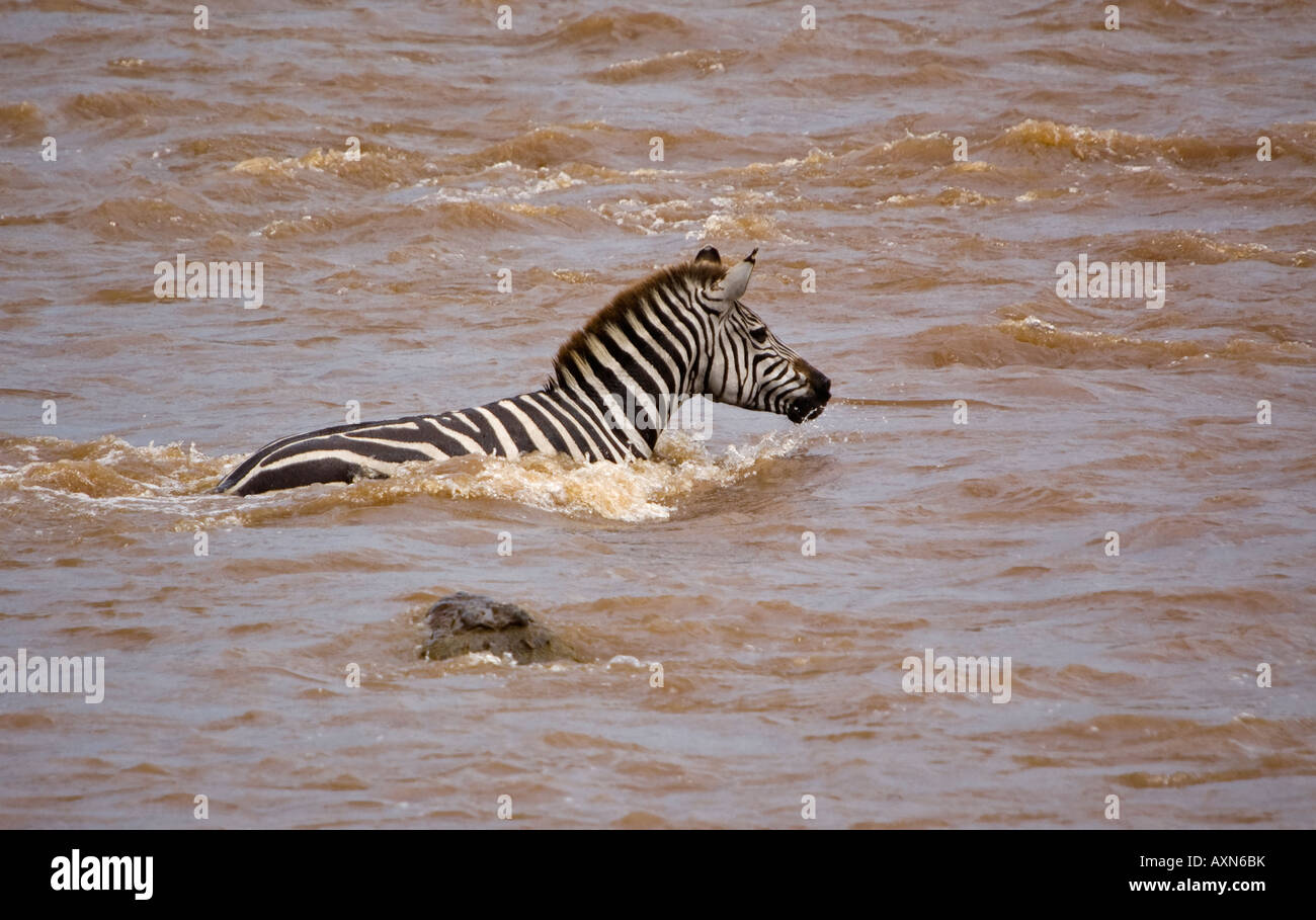 A zebra crossing the Mara river pursued by a hungry crocodile Stock ...
