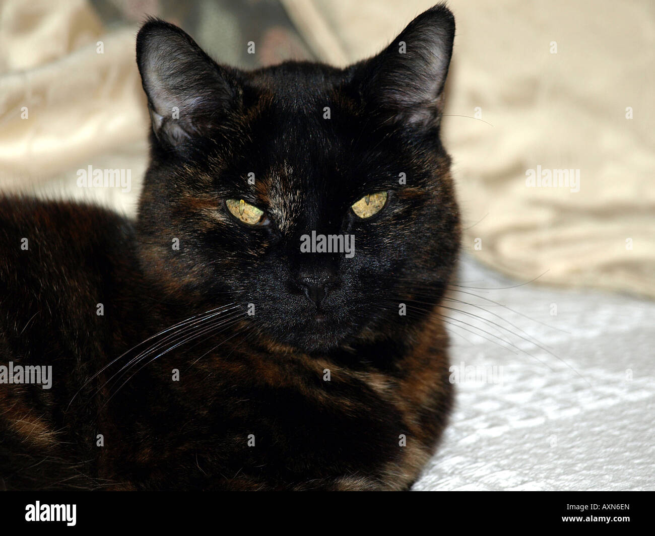 a pet black cat,taken in ordinary light and looking directly at the ...