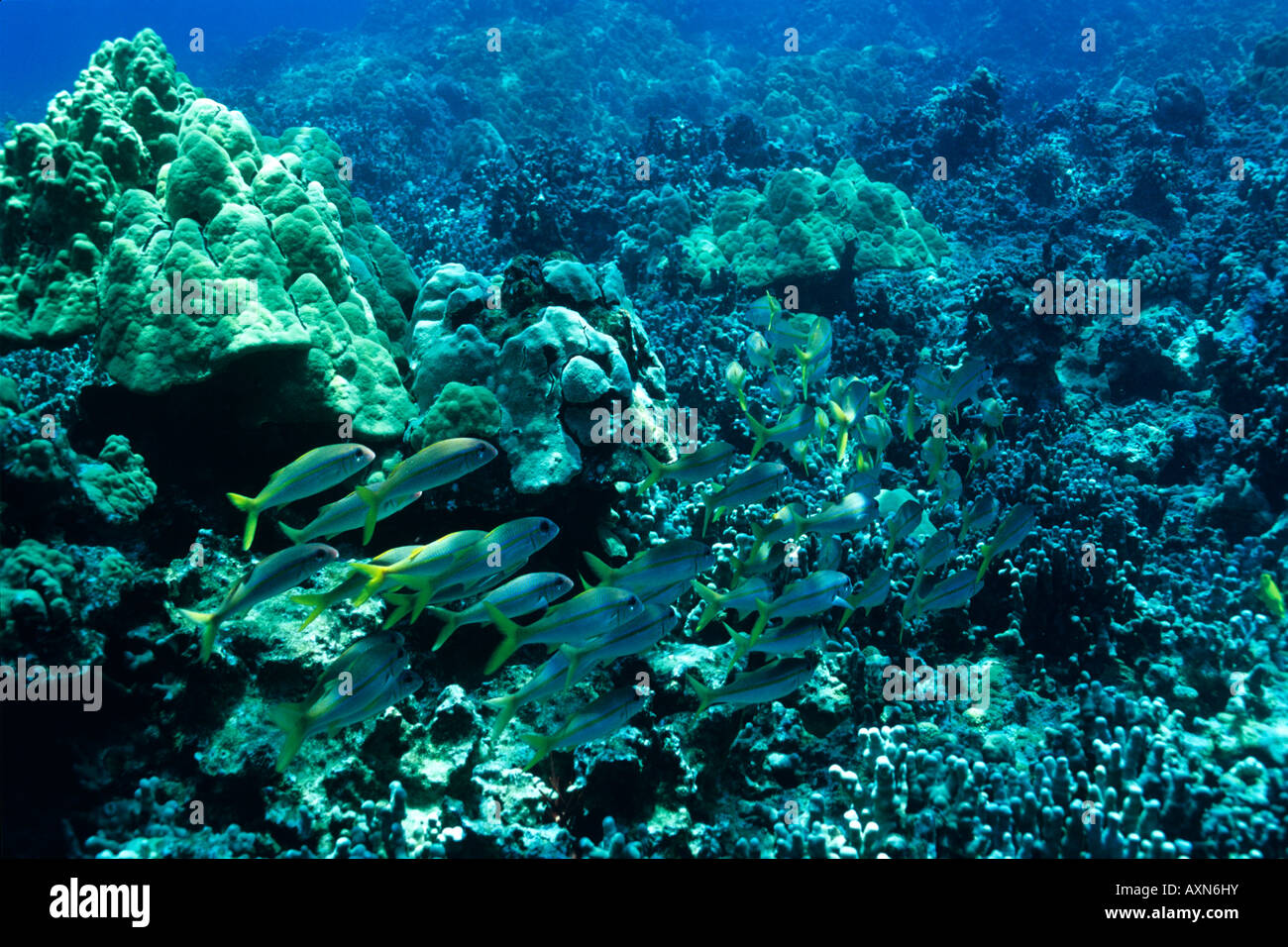 Many reef fishes on coral hi-res stock photography and images - Alamy