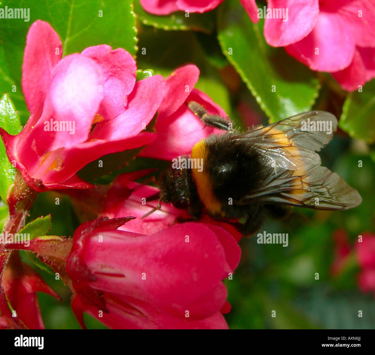 Bumble Bee, insect, busy, working, collecting, nectar, pollen, close up ...