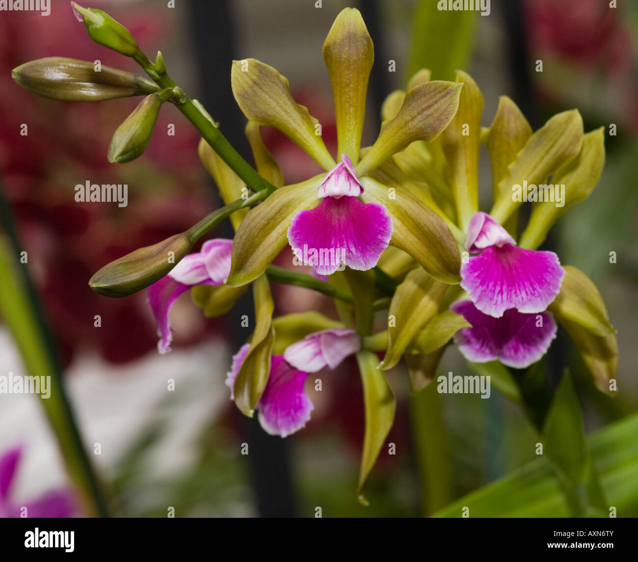 Encyclia orchids hi-res stock photography and images - Alamy