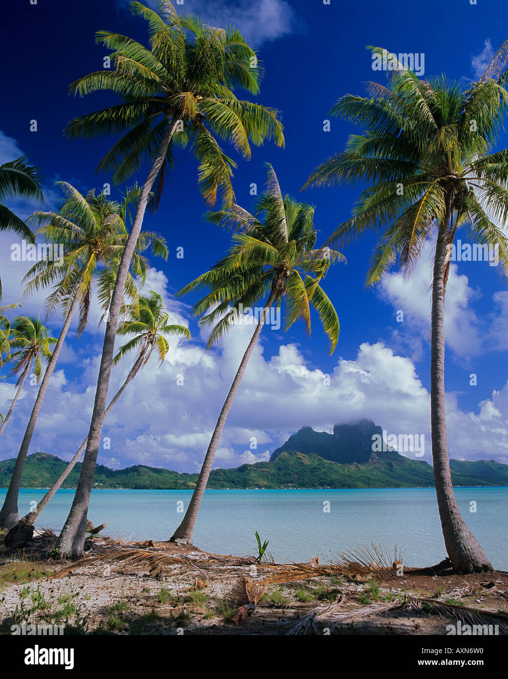 Coconut Palm trees on Motu Piti Aau frame the view of Bora Bora across ...
