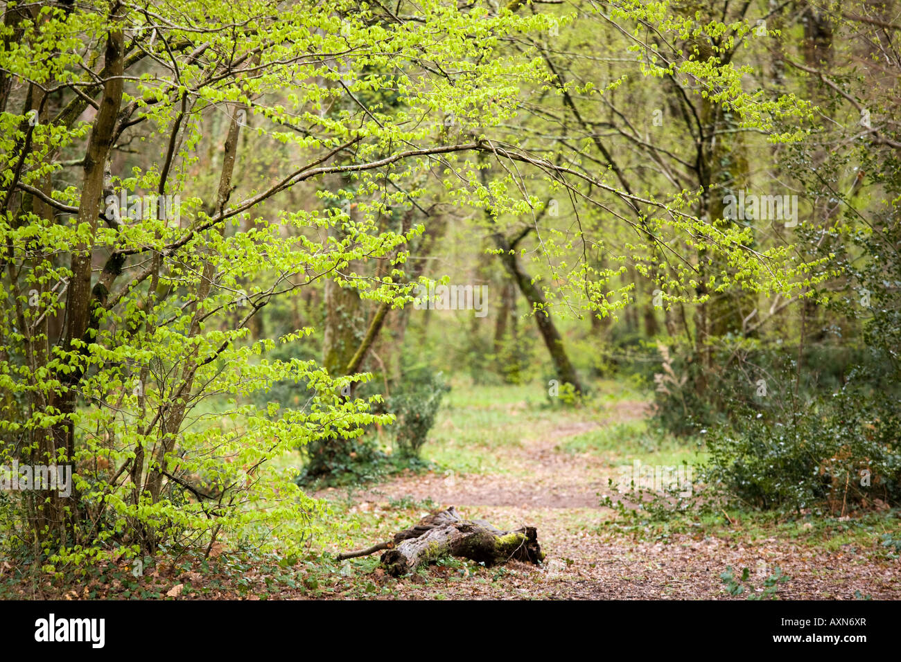 wild path entrance in a beautiful forest at springtime Stock Photo - Alamy