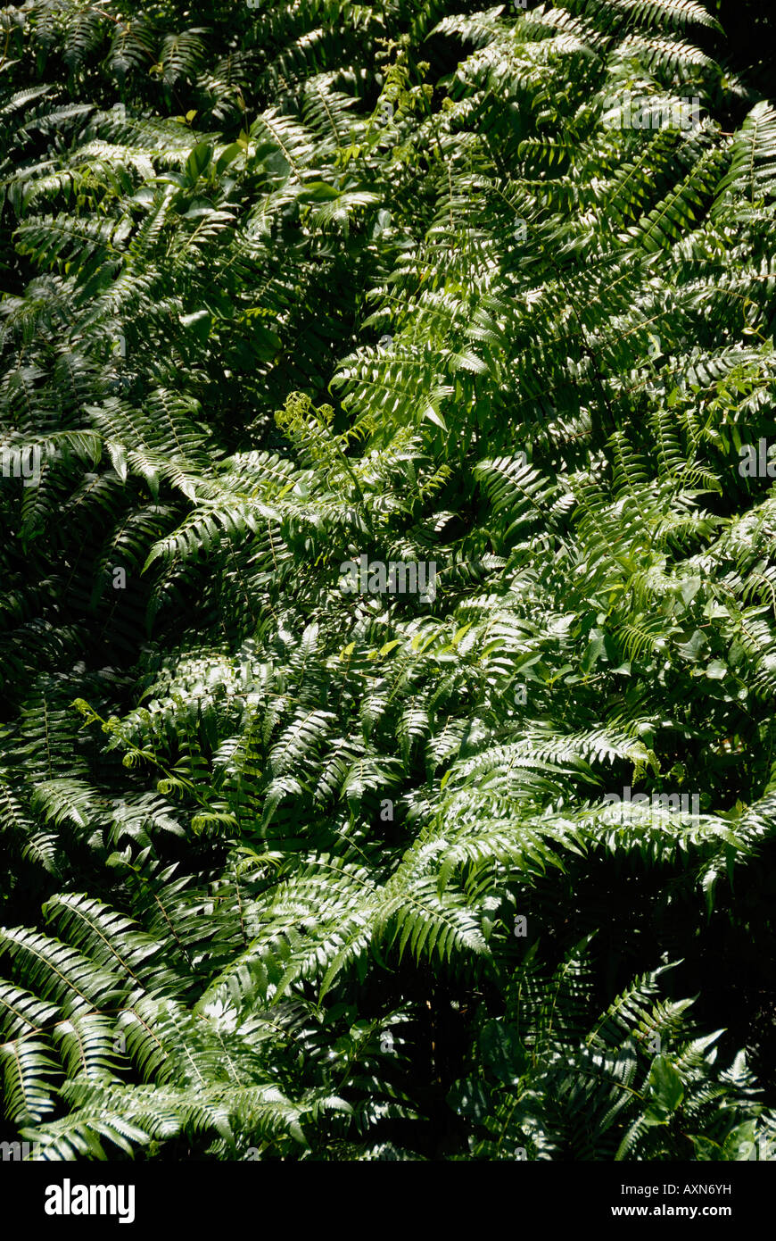 Macho fern hi-res stock photography and images - Alamy