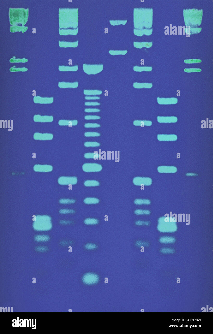 Dna sequence hi-res stock photography and images - Alamy