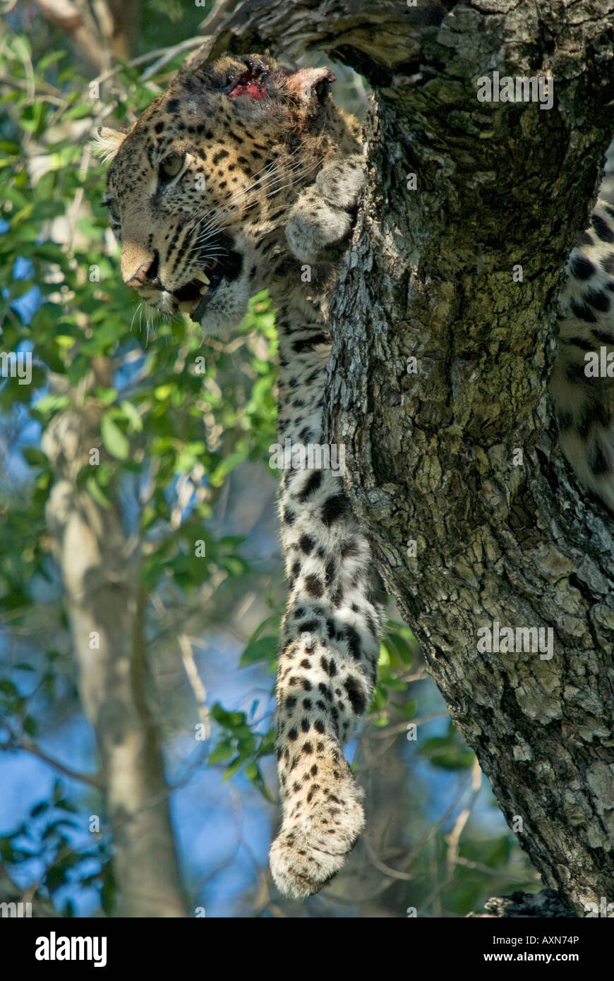 A wounded leopard sitting high up in the branches of a tree in the ...