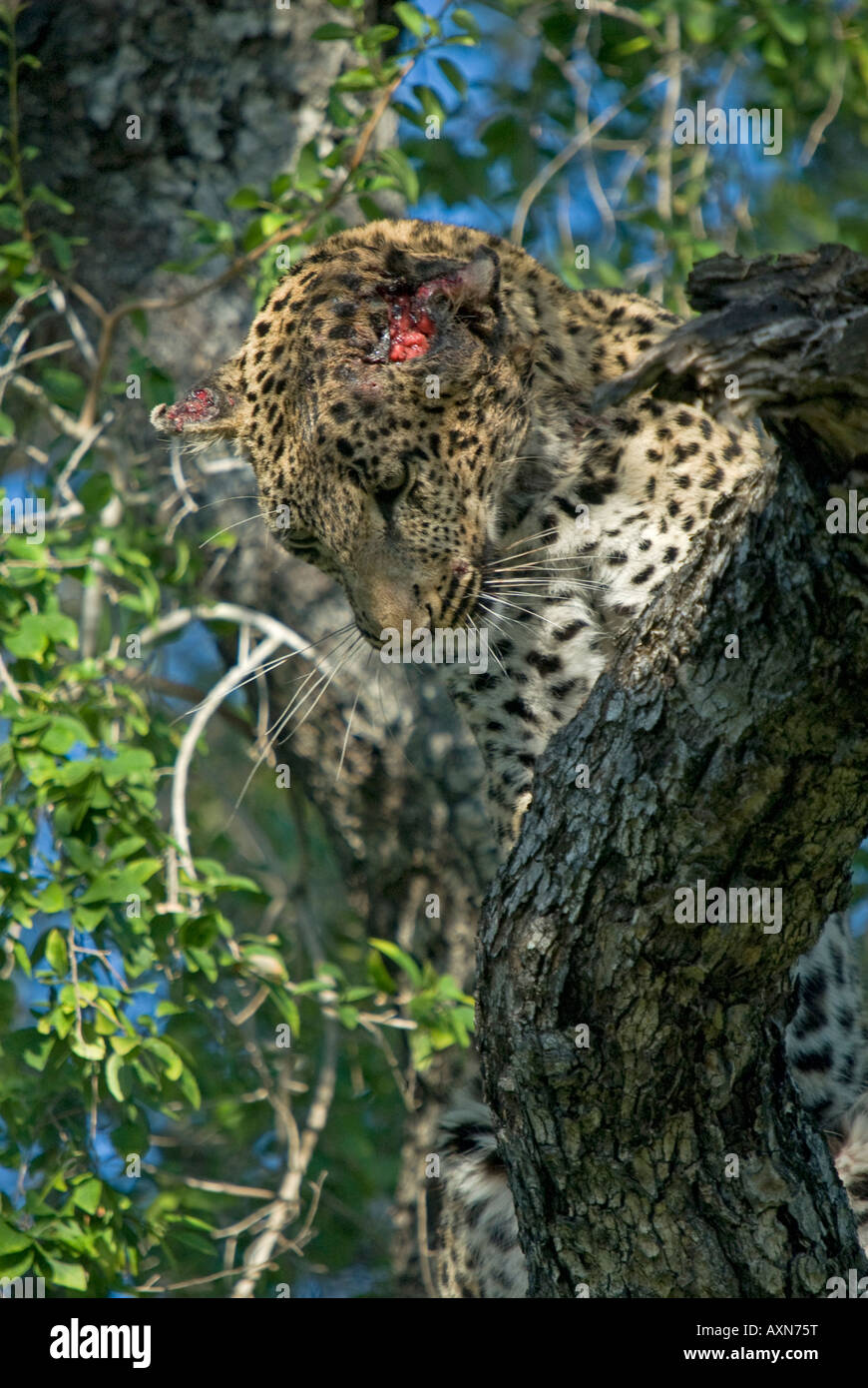 A wounded leopard sitting in a tree high up in the branches Stock Photo ...
