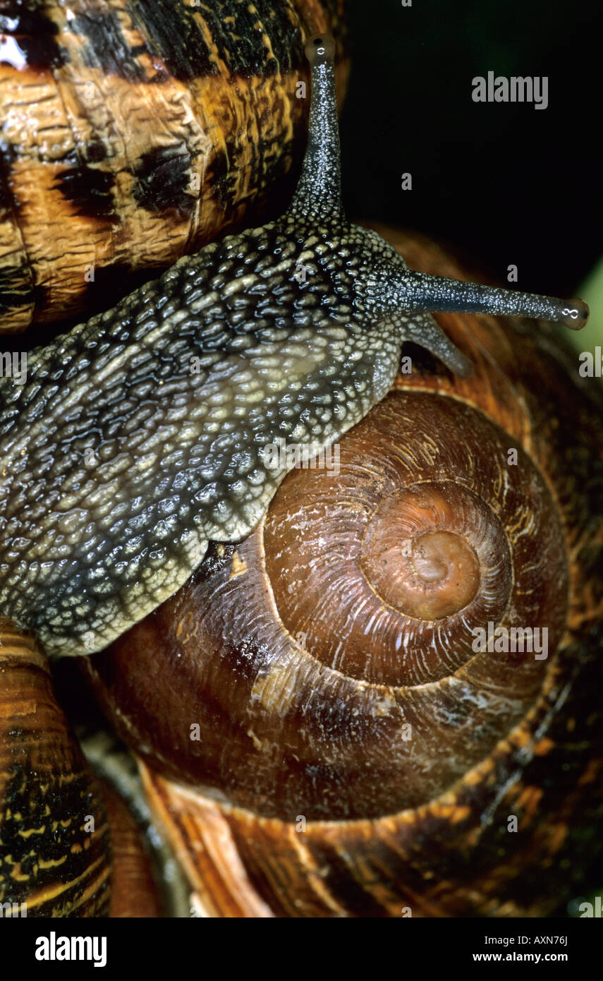Garden snail Helix aspersa Morocco Stock Photo - Alamy